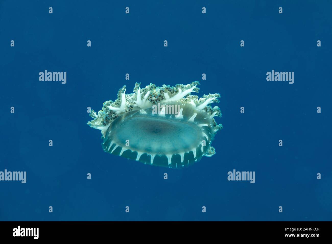 Upside-down jellyfish, Cassiopea andromeda is a type of jellyfish that ...