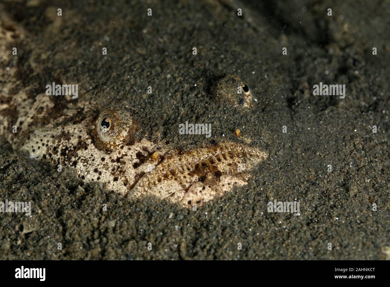 Whitemargin stargazer is a fish of family Uranoscopidae, widespread in ...