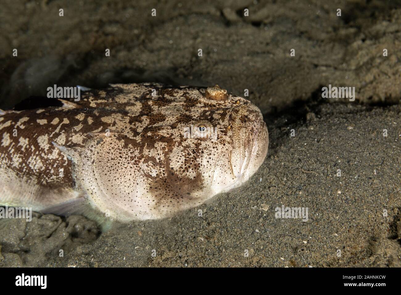 Whitemargin stargazer is a fish of family Uranoscopidae, widespread in ...