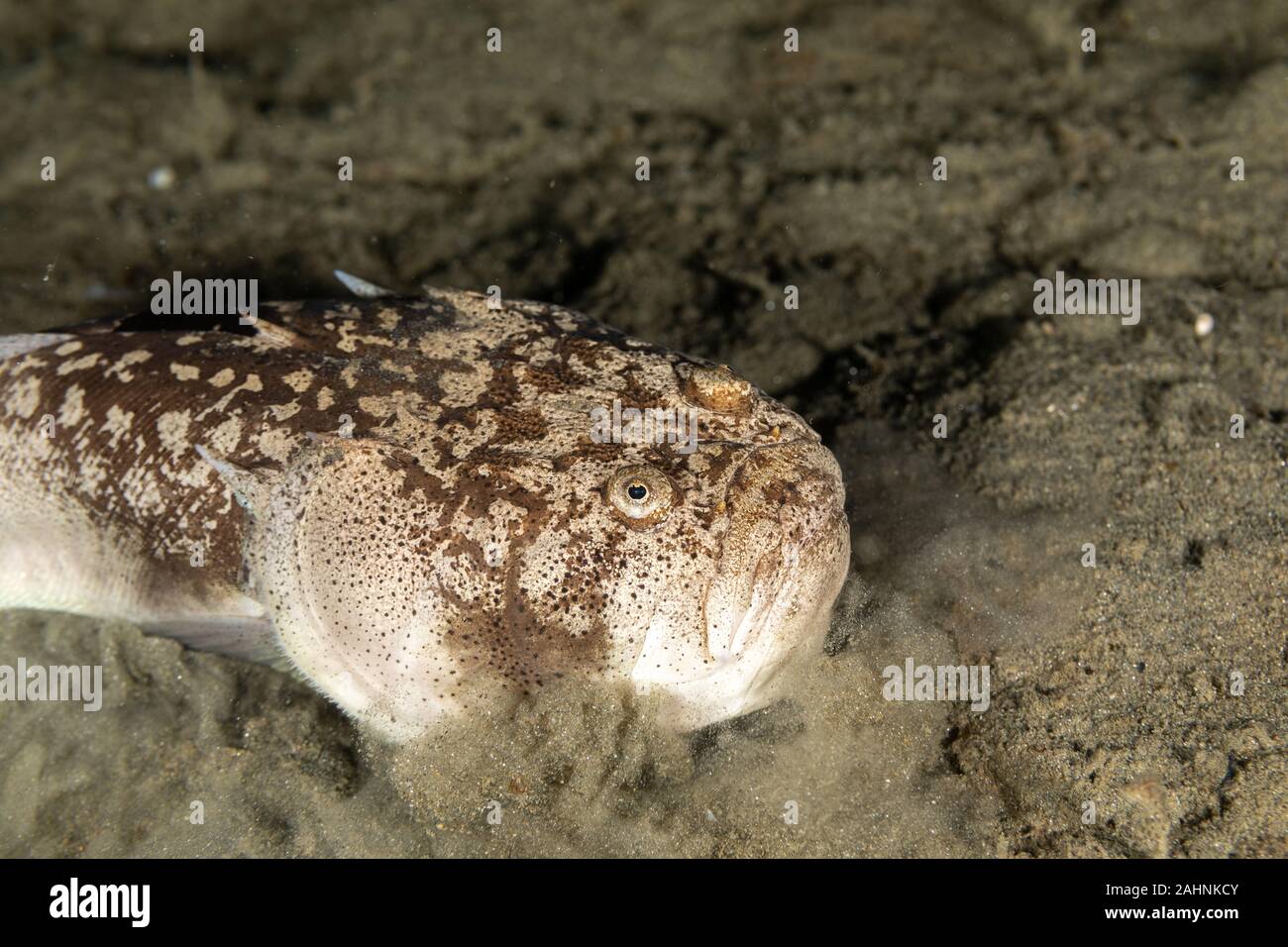Whitemargin stargazer is a fish of family Uranoscopidae, widespread in ...