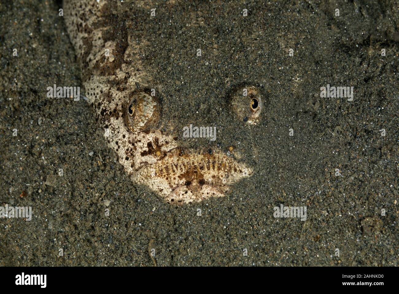 Whitemargin stargazer is a fish of family Uranoscopidae, widespread in ...