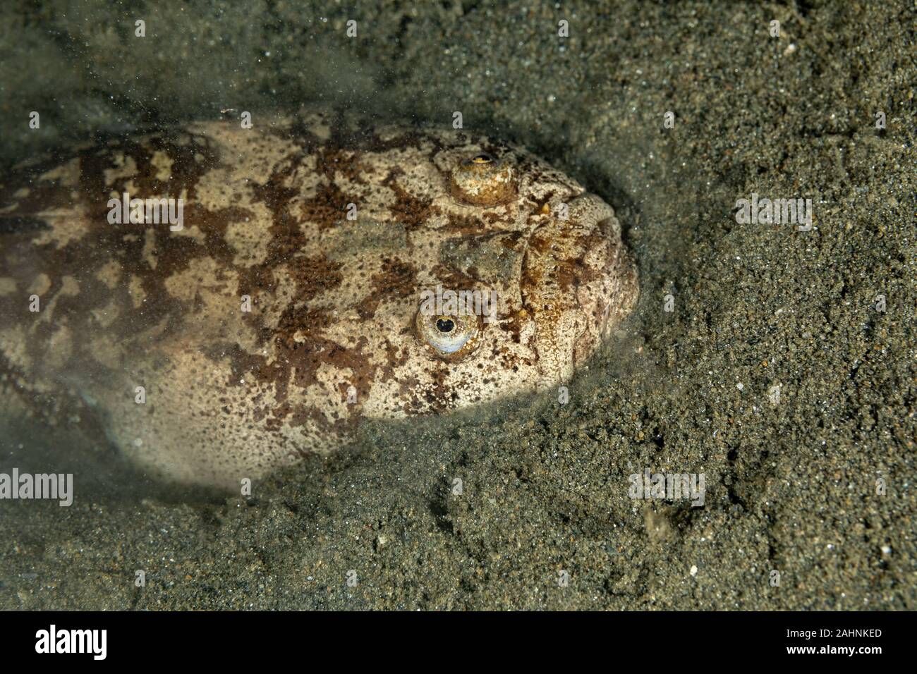 Whitemargin stargazer is a fish of family Uranoscopidae, widespread in ...