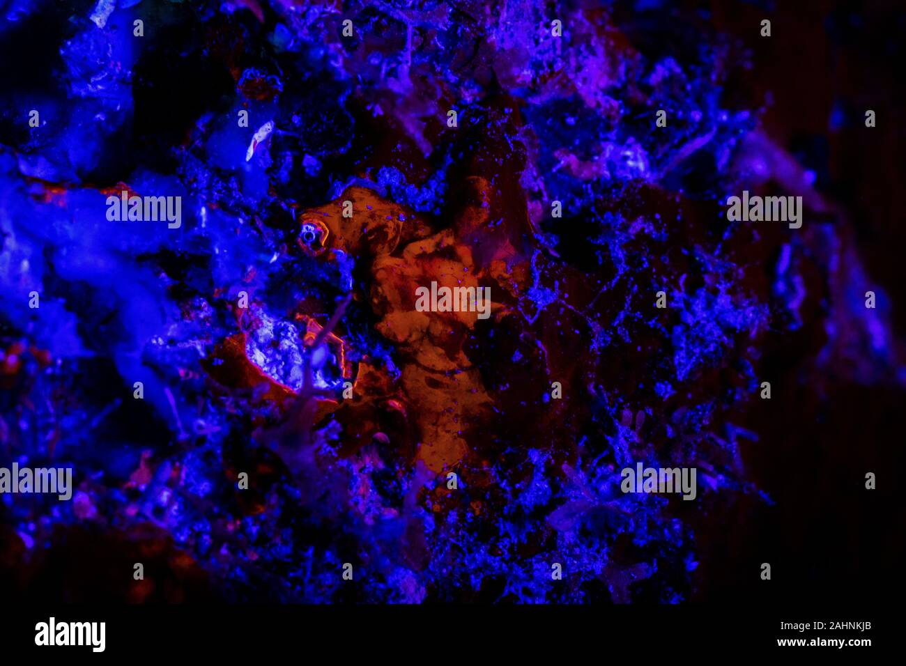 Fluorescence in marine life, Seabed in ultraviolet light Stock Photo ...