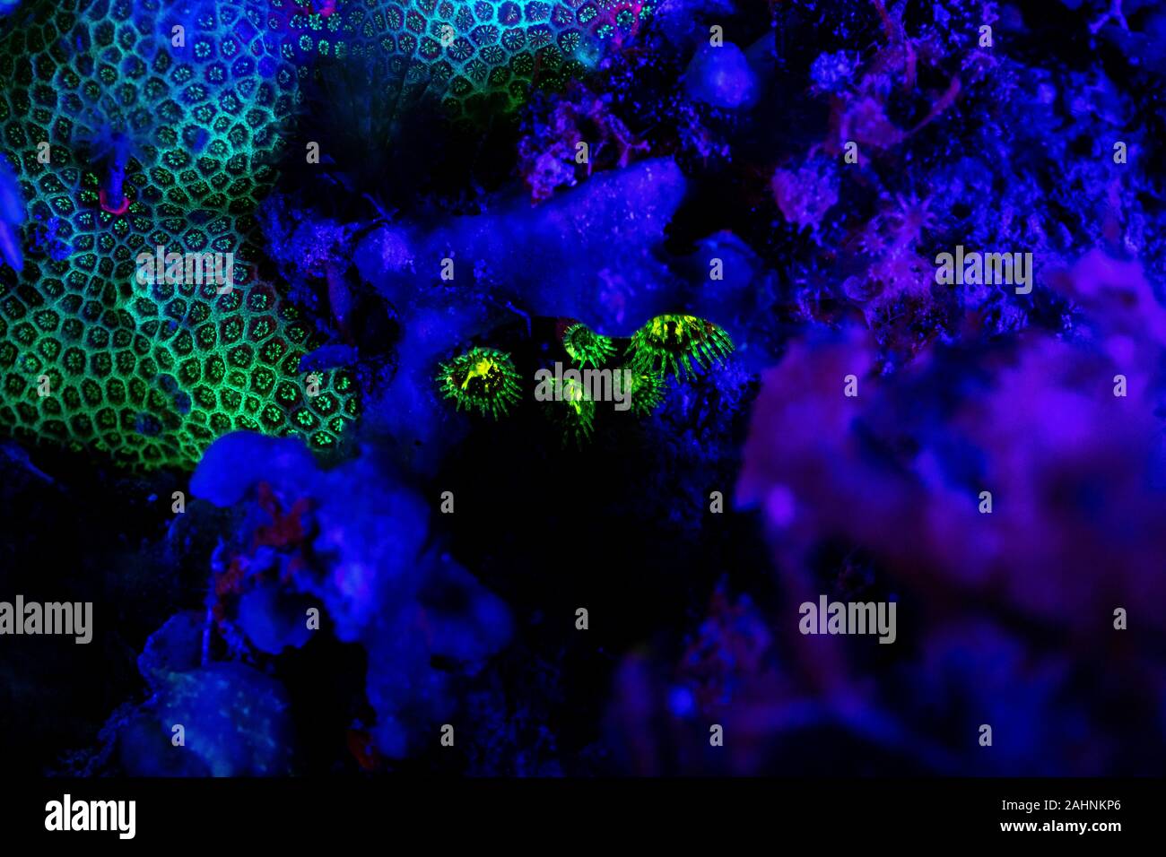Fluorescence in marine life, Seabed in ultraviolet light Stock Photo ...