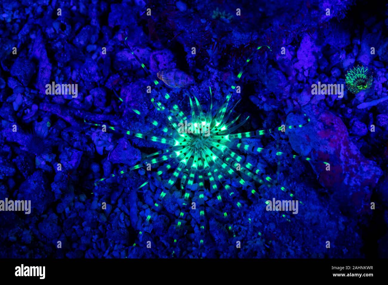 Fluorescence in marine life, Seabed in ultraviolet light Stock Photo ...