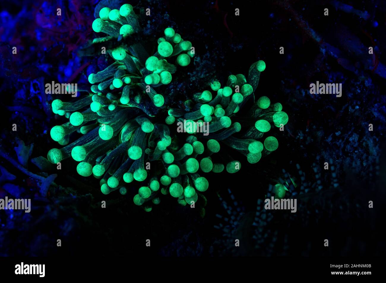 Fluorescence in marine life, Seabed in ultraviolet light Stock Photo ...