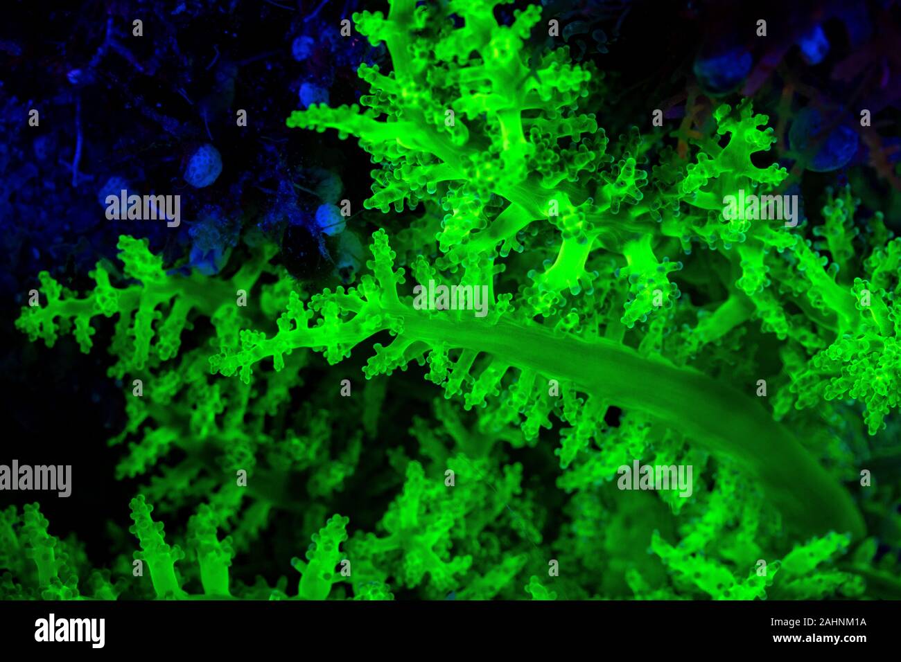 Fluorescence in marine life, Seabed in ultraviolet light Stock Photo ...