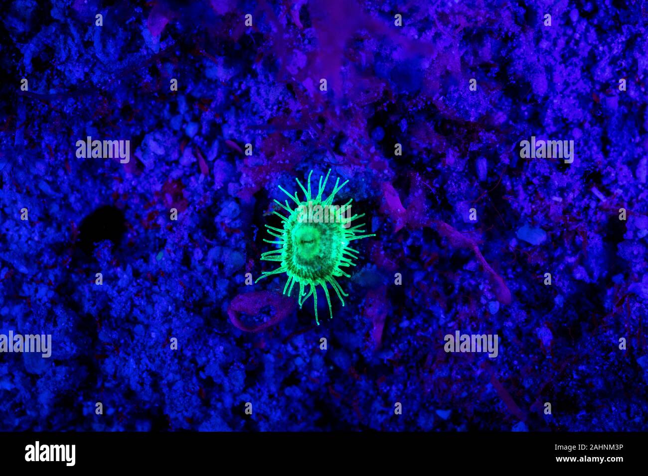 Ultraviolet Light High Resolution Stock Photography and Images - Alamy