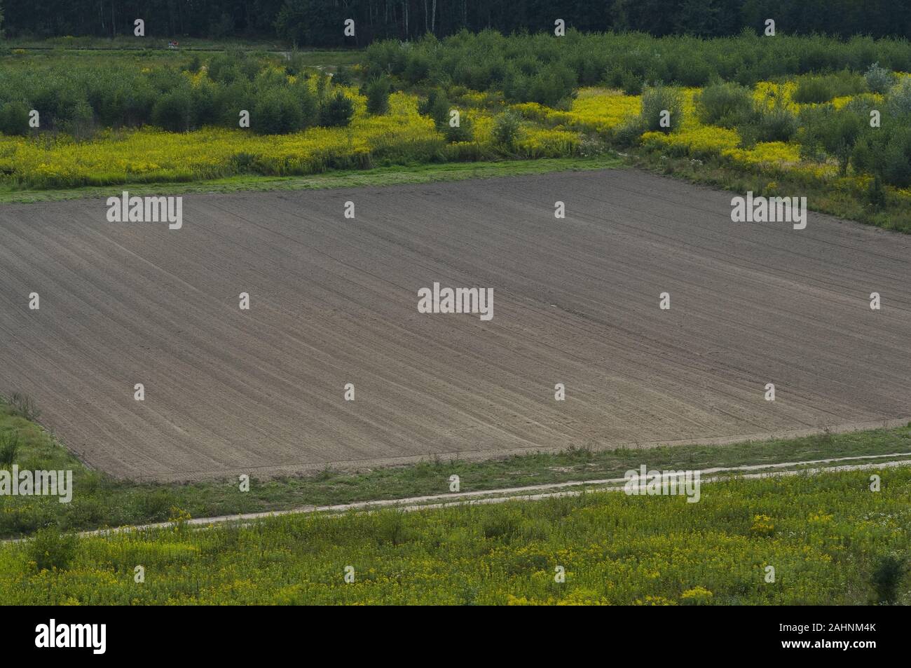 Warsaw, view of the Kabacki forest, Poland Stock Photo - Alamy