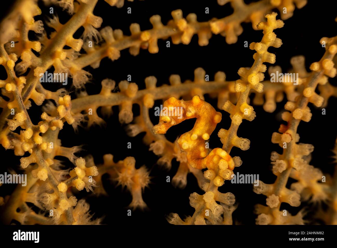 Yellow pygmy seahorse, Hippocampus denise, also known as Denise's pygmy ...