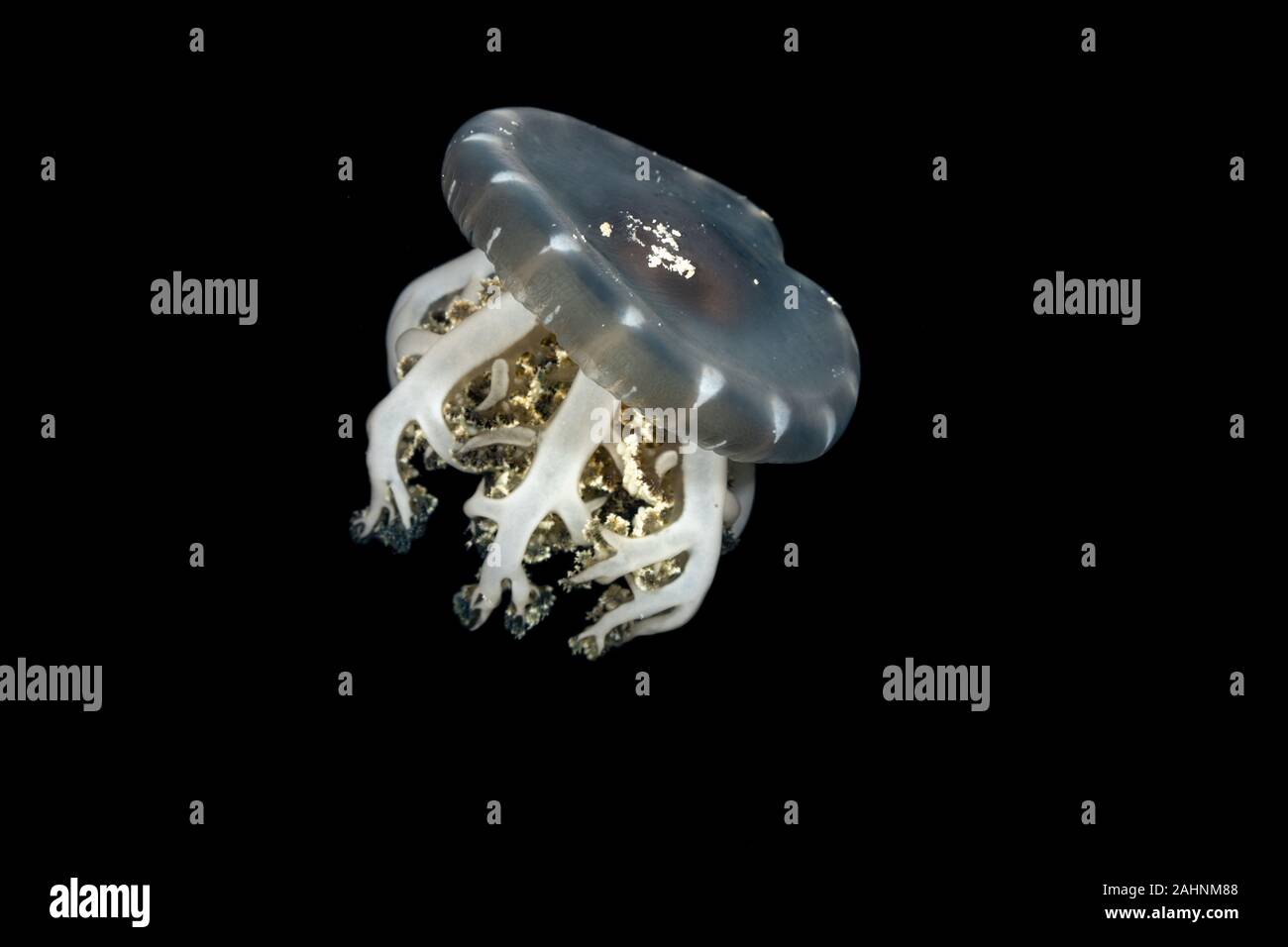 Upside-down jellyfish, Cassiopea andromeda is a type of jellyfish that ...