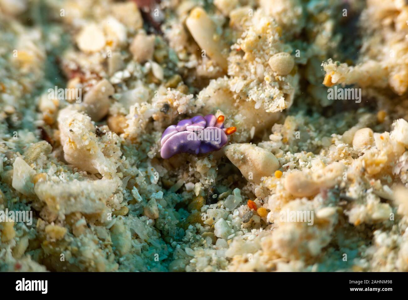 White-spotted Thuridilla, thuridilla albopustulosa, is a genus of ...