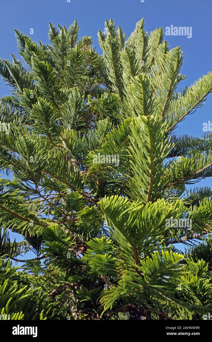 Araucaria Heterophylla tree Stock Photo - Alamy