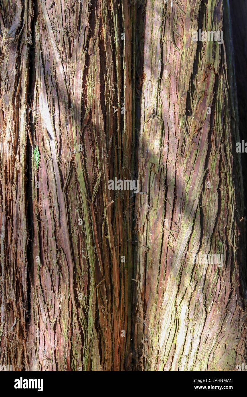 Close-up of a tree trunk and branches of a pine tree in the sun Stock ...