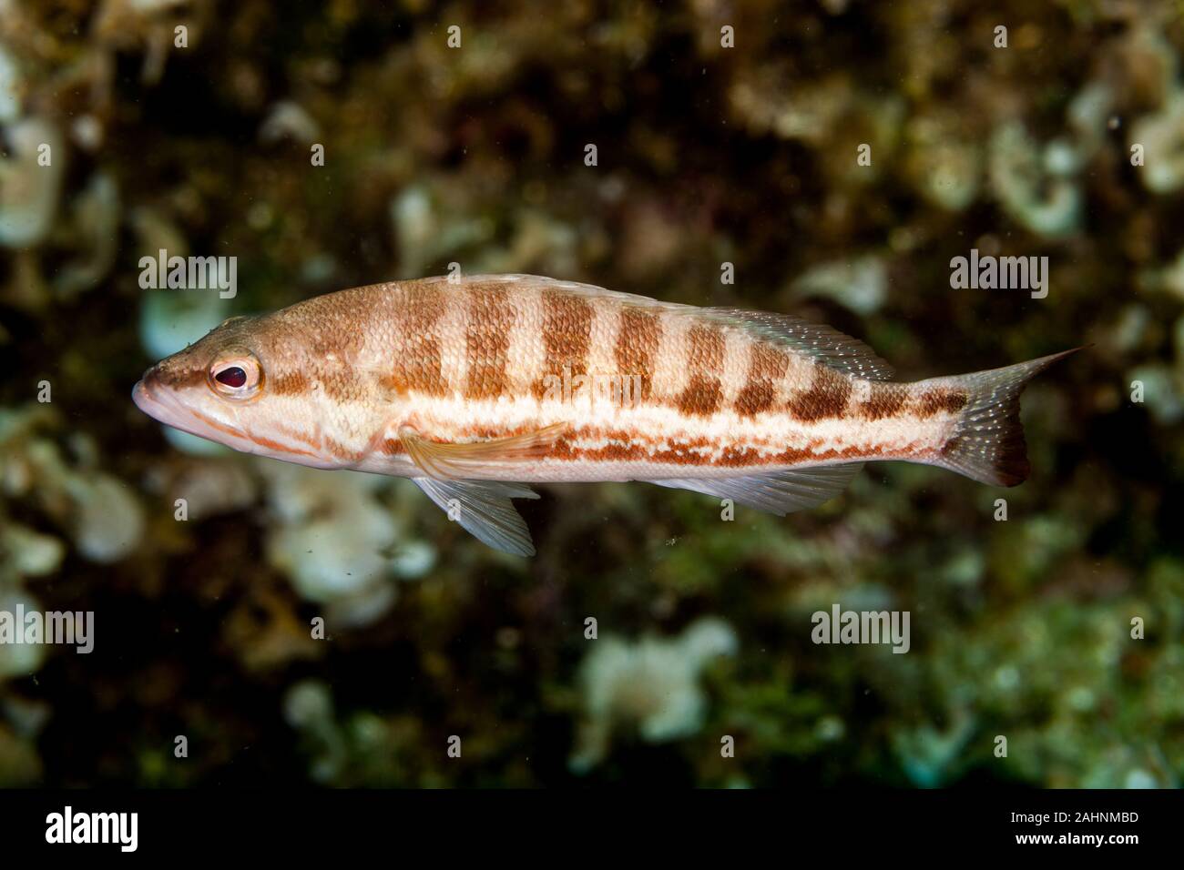 Comber fish in the mediterranean sea hi-res stock photography and ...
