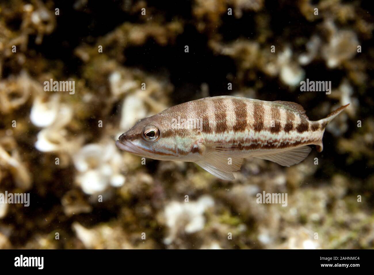 Comber fish in the mediterranean sea hi-res stock photography and ...