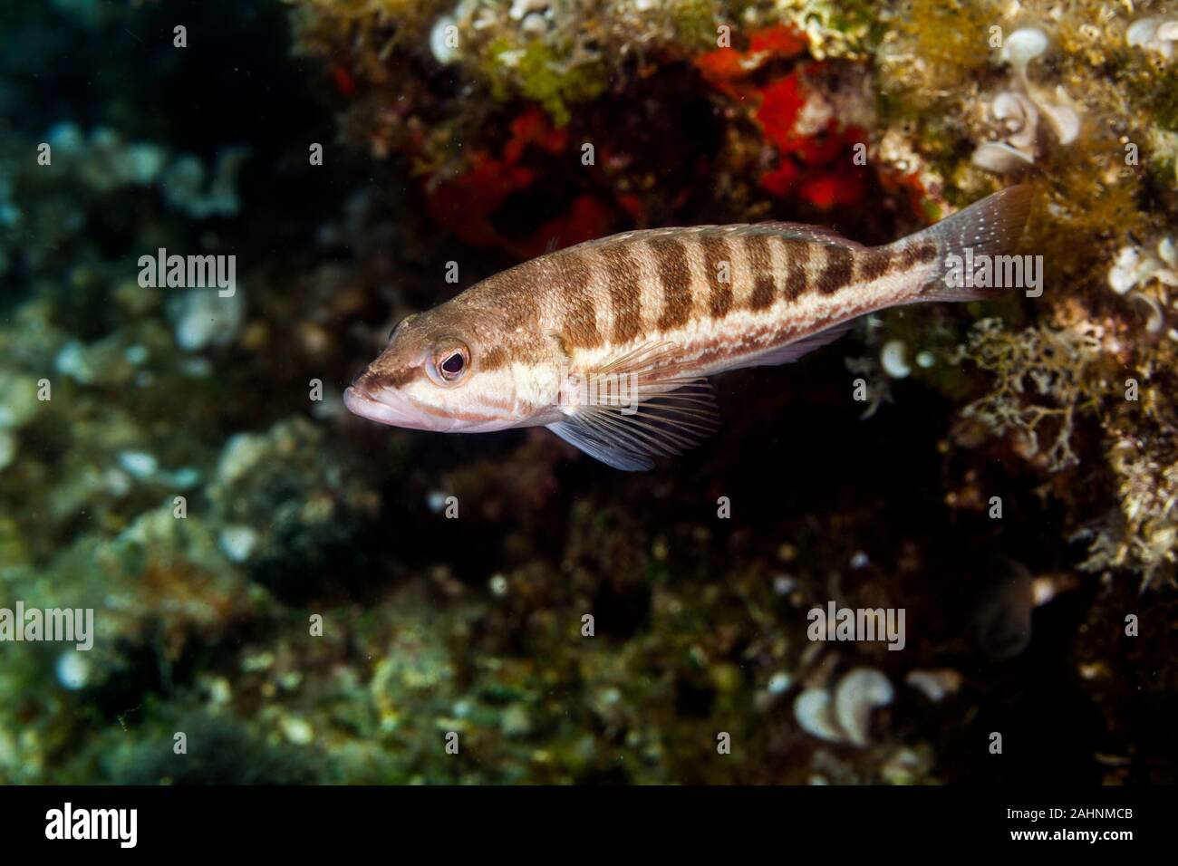Comber fish in the mediterranean sea hi-res stock photography and ...