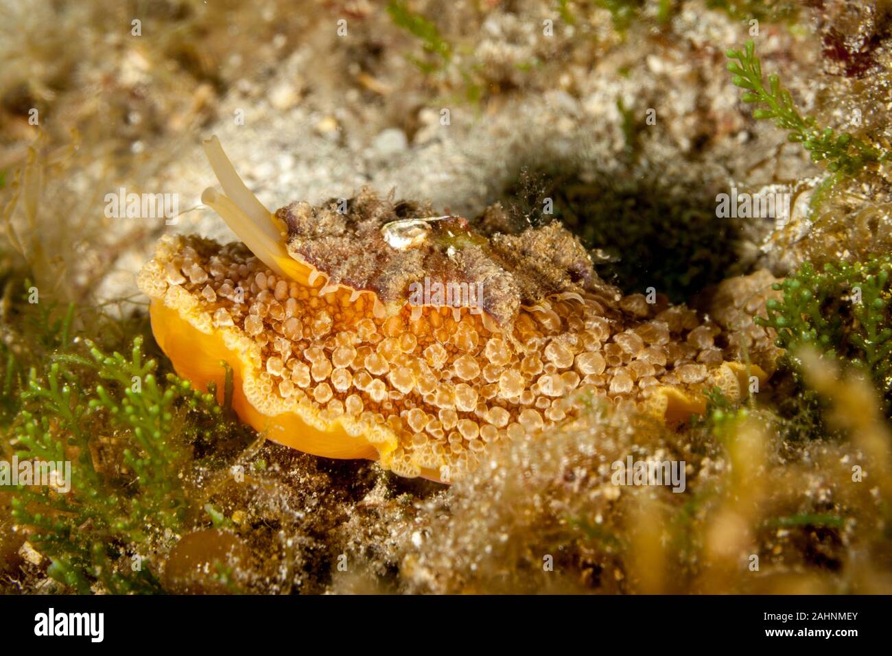 Umbrella slug hi-res stock photography and images - Alamy