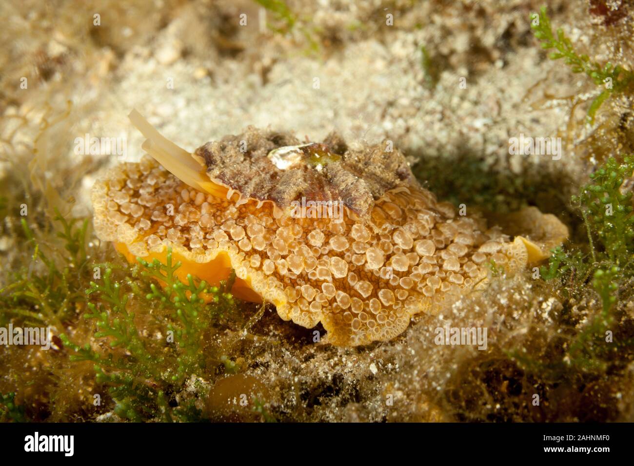 Umbrella slug, mbraculum umbraculum Stock Photo - Alamy