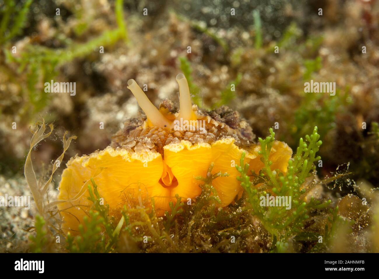 Umbrella slug, mbraculum umbraculum Stock Photo - Alamy