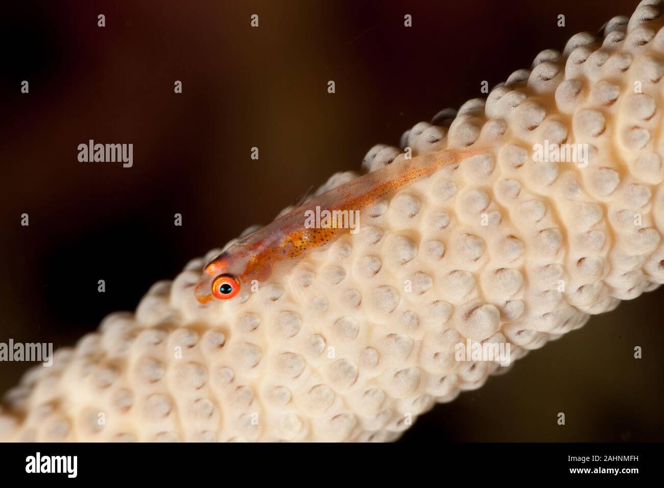 Whip coral goby, Bryaninops yongei Stock Photo - Alamy