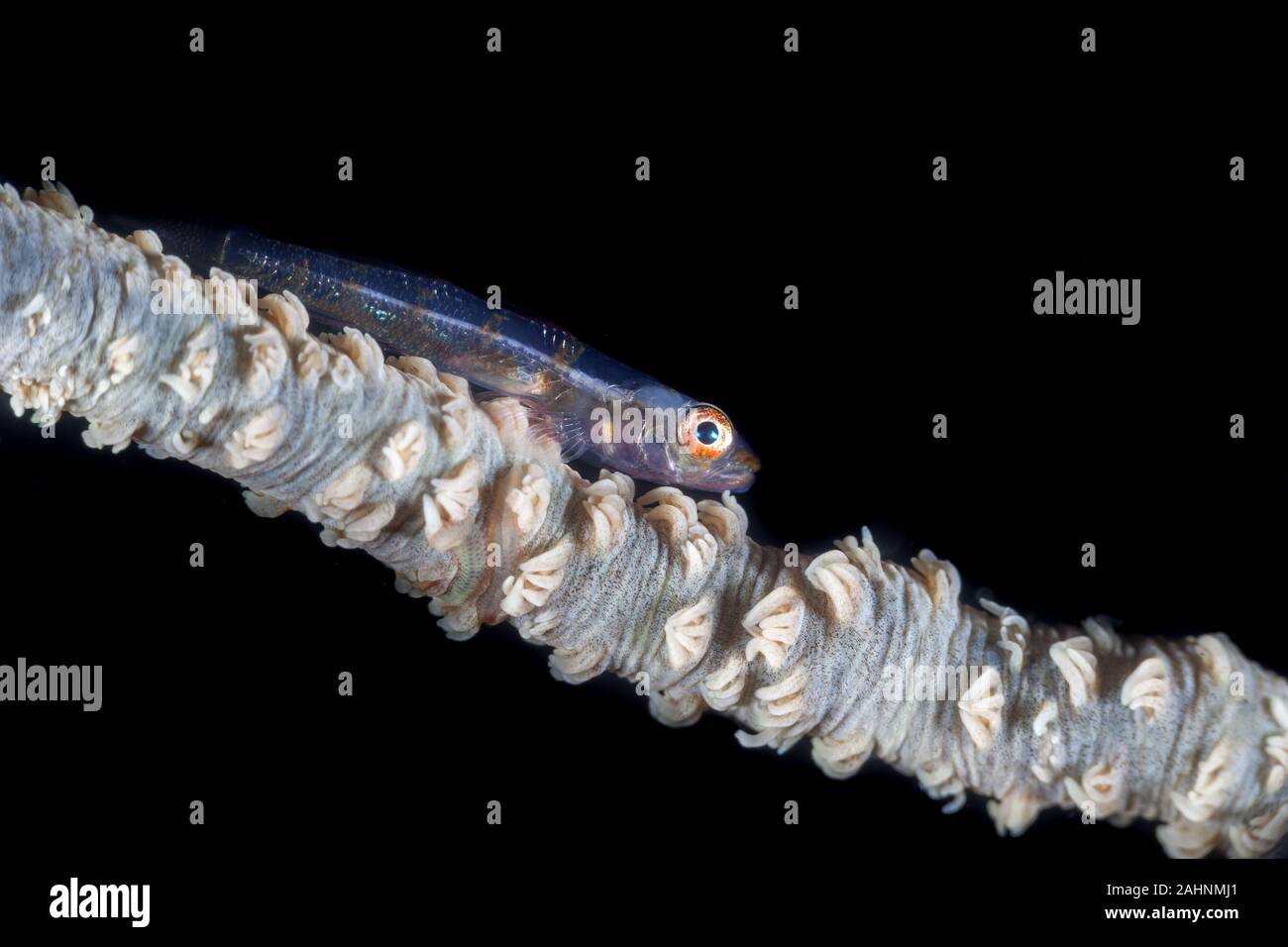 Whip coral goby, Bryaninops yongei Stock Photo - Alamy