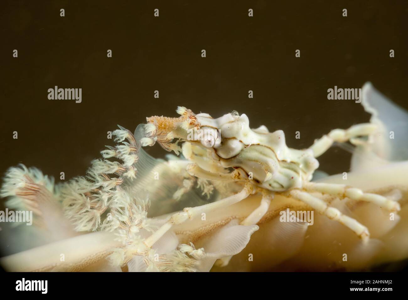 Black coral spider crab hi-res stock photography and images - Alamy