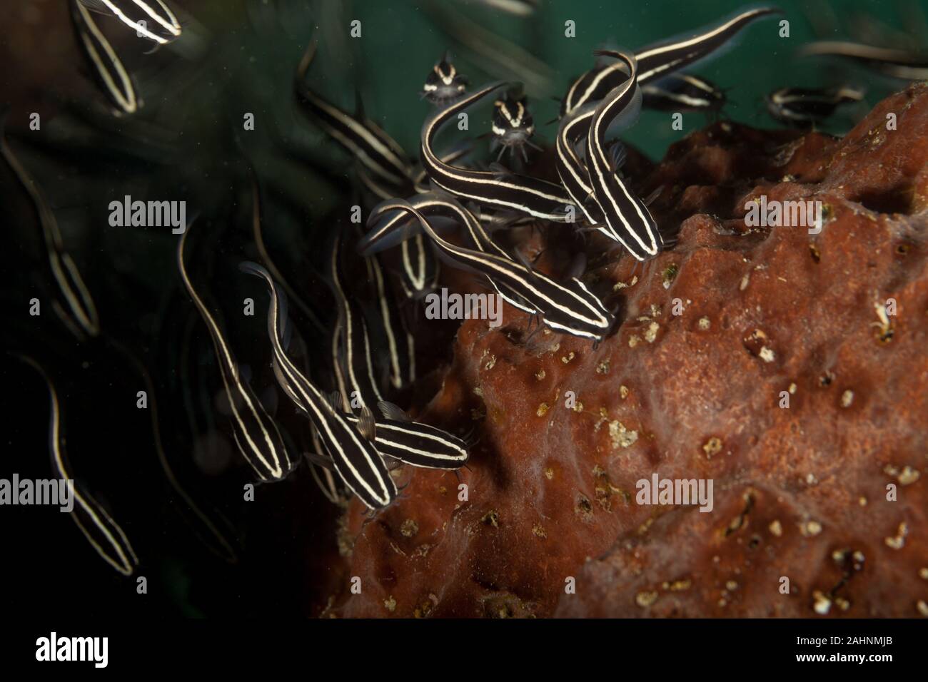 Shoal of striped catfish hi-res stock photography and images - Alamy