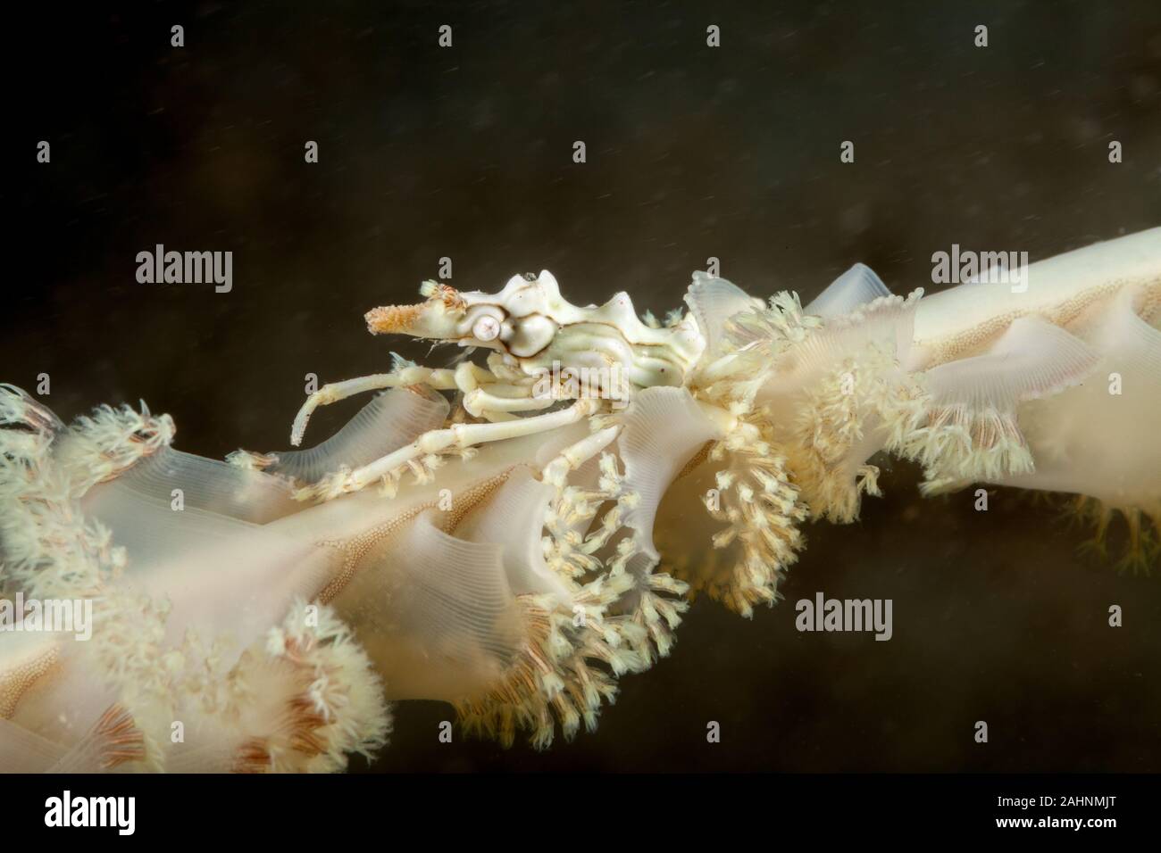 Whip Coral Spider Crab - Xenocarcinus tuberculatus Stock Photo - Alamy