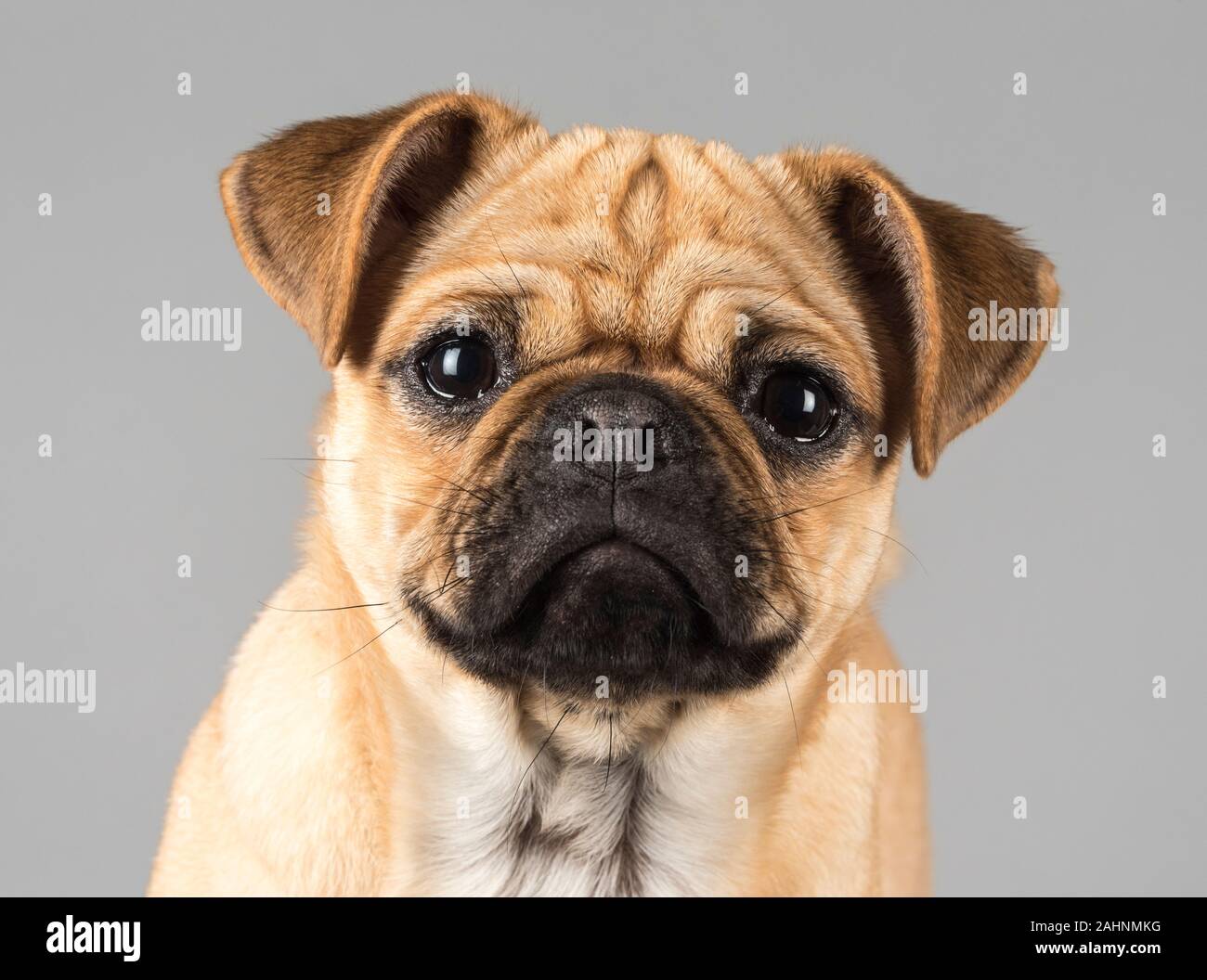 Puggle (mix of a Pug and Beagle) 6 months old, female, tan colour, UK ...