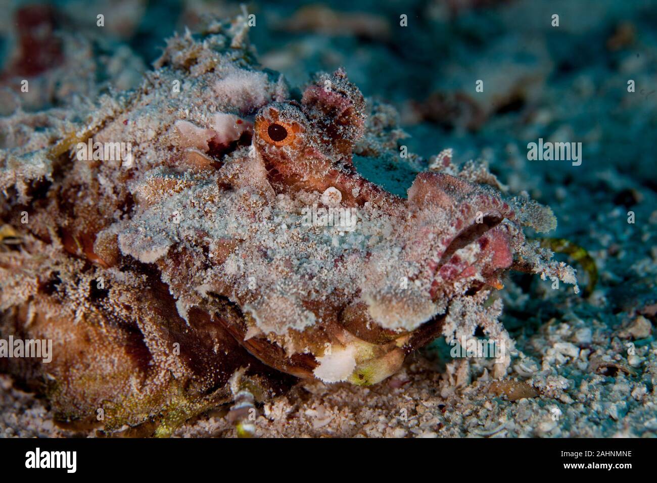 Inimicus didactylus, also known as demon stinger or devil stinger Stock ...