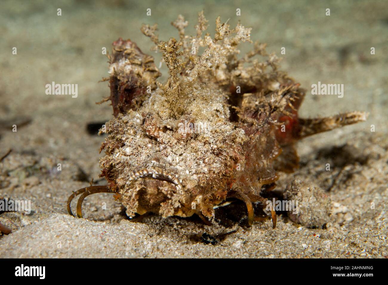 Inimicus didactylus, also known as demon stinger or devil stinger Stock ...