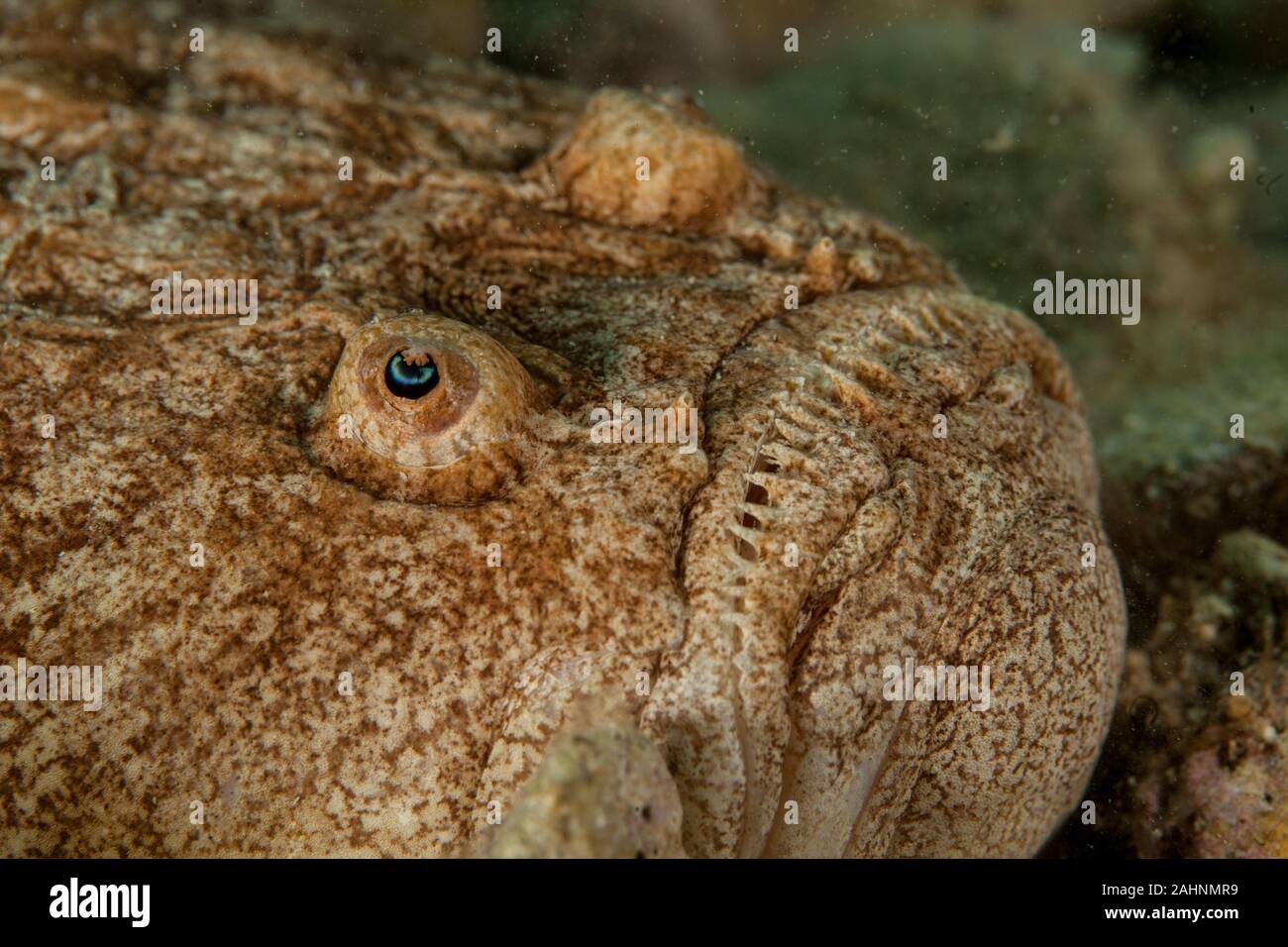 The stargazers are a family, Uranoscopidae, of perciform fish Stock ...