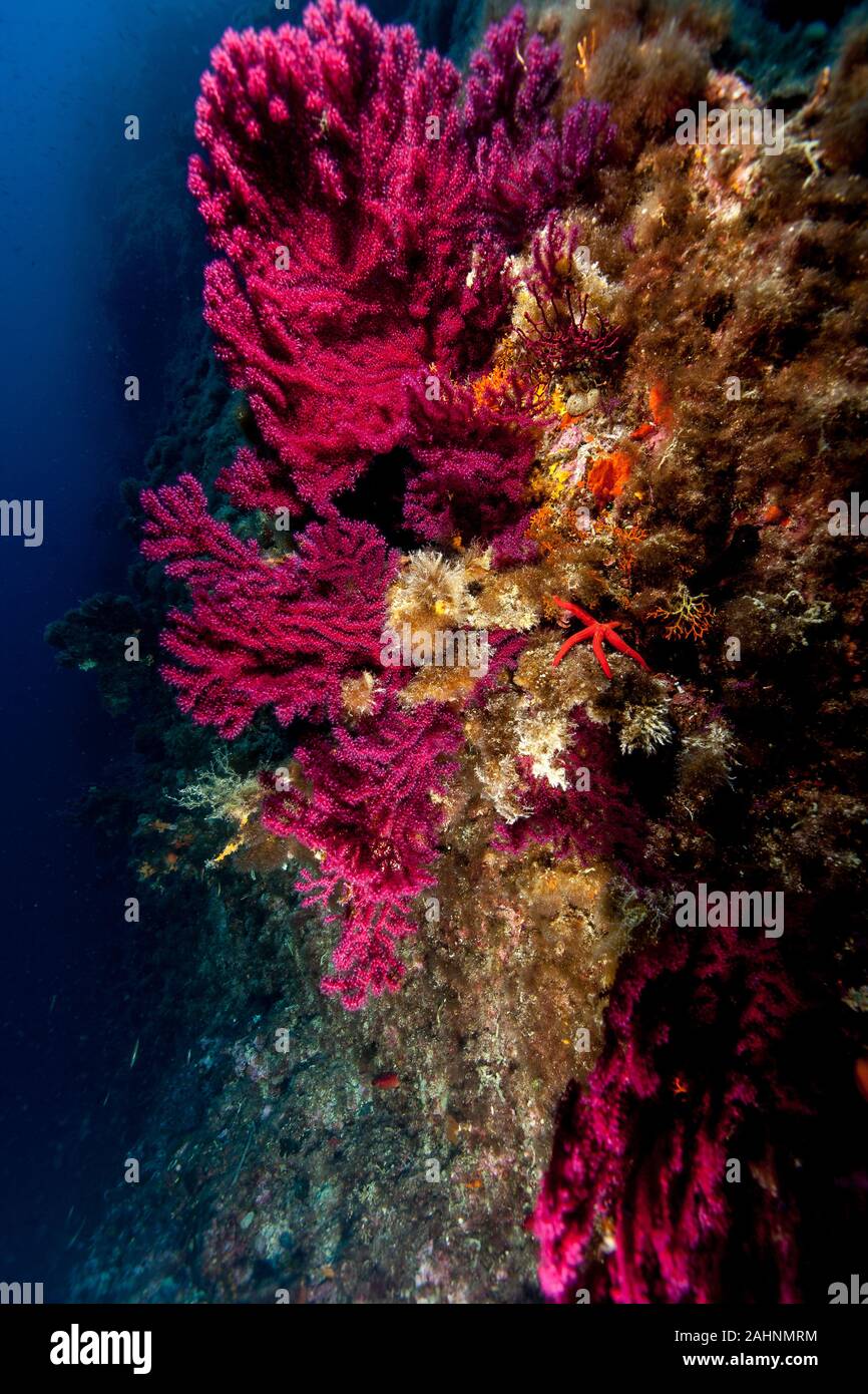 White gorgonia coral hi-res stock photography and images - Alamy