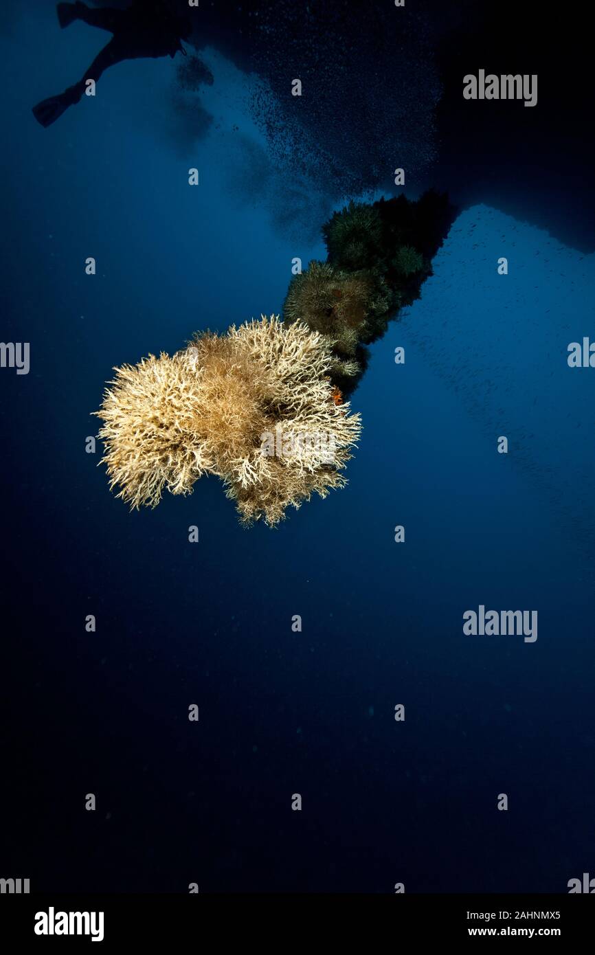 Coral hanging from the cave ceiling Stock Photo - Alamy