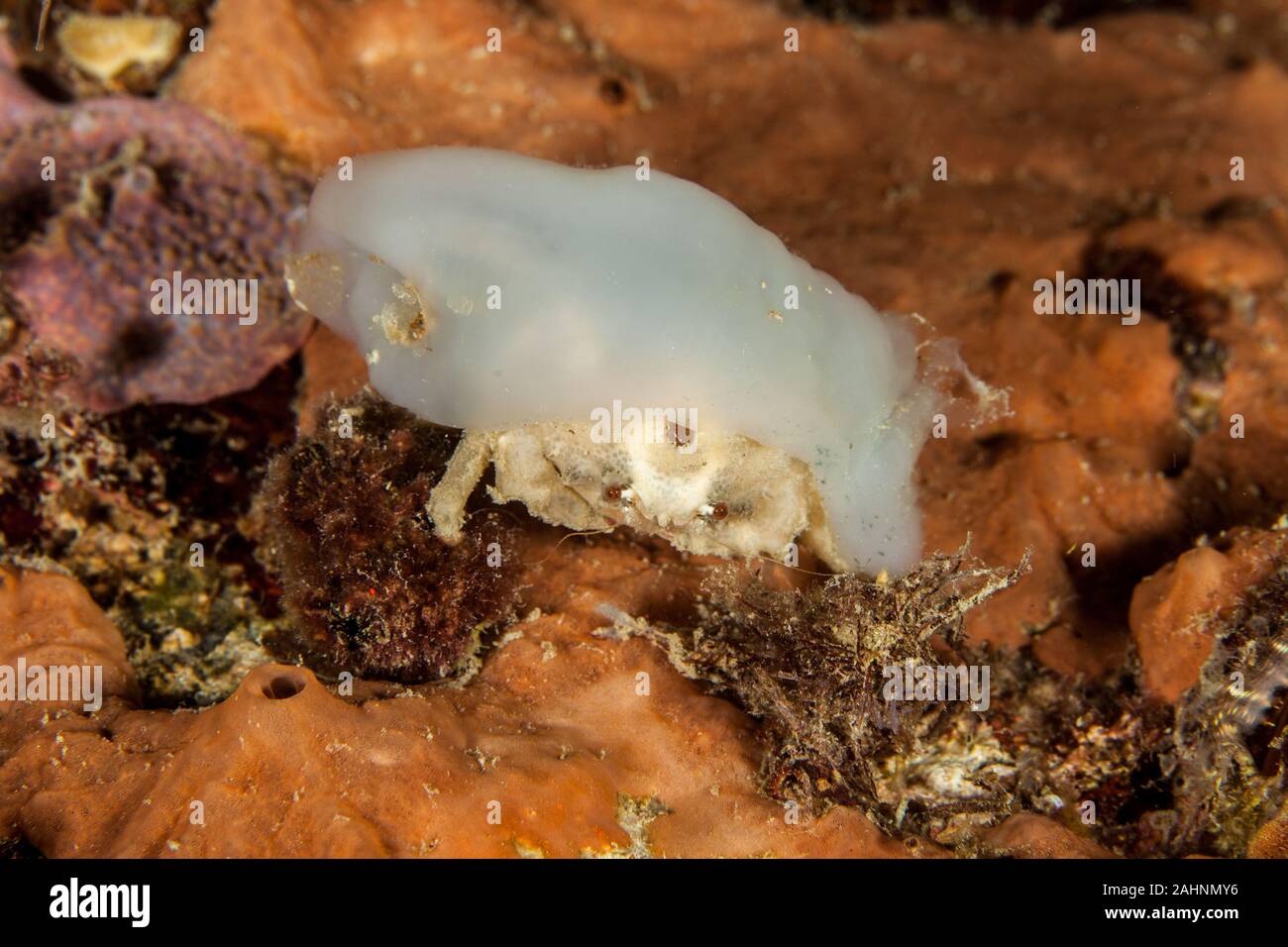 Sleepy crab hi-res stock photography and images - Alamy
