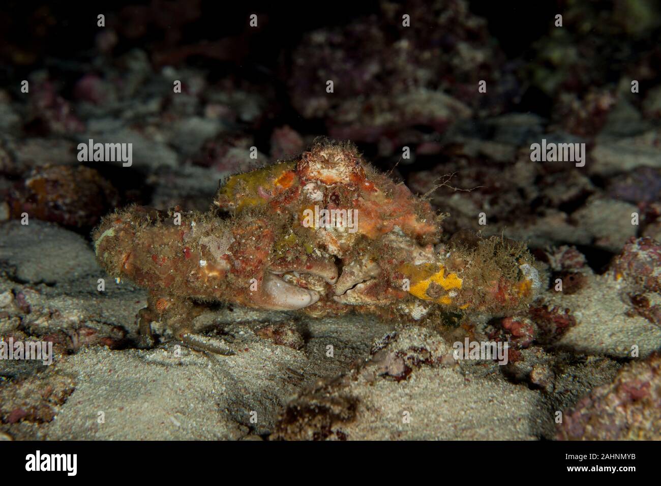 Rubble crab, Daldorfia horrida Stock Photo - Alamy