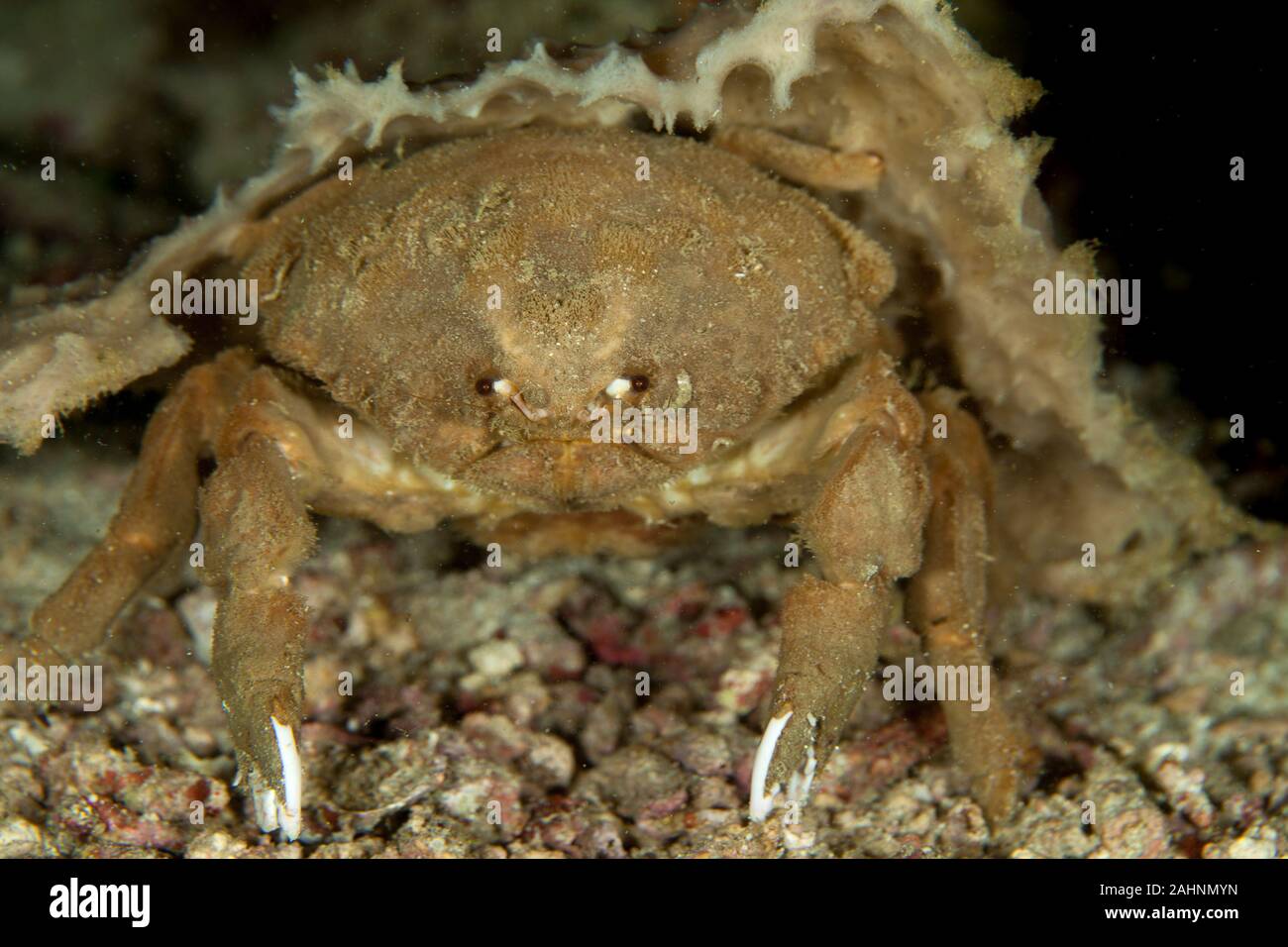 Sleepy sponge crab hi-res stock photography and images - Alamy