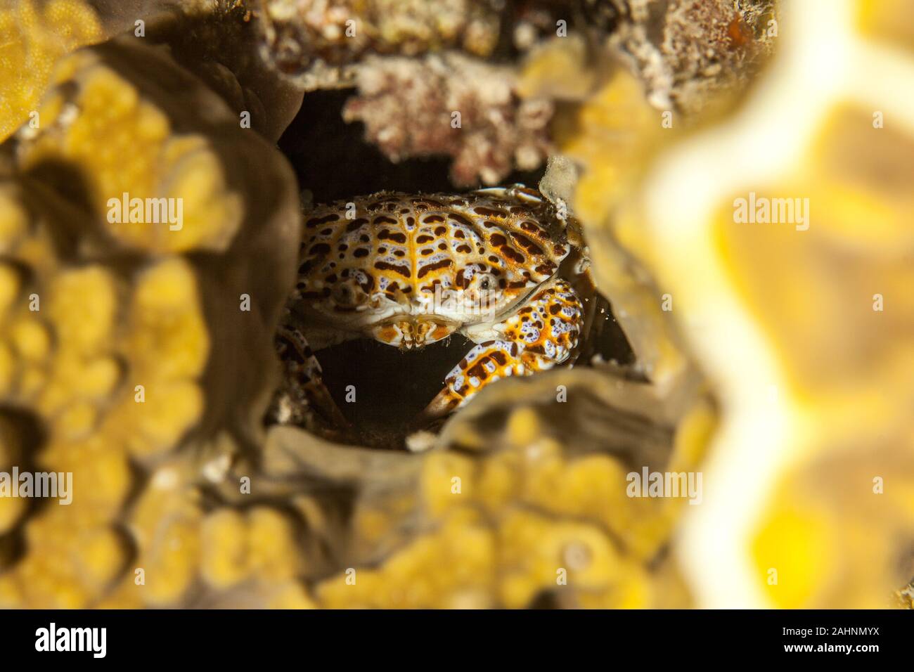 Zosimus aeneus is a species of crab that lives on coral reefs in the ...