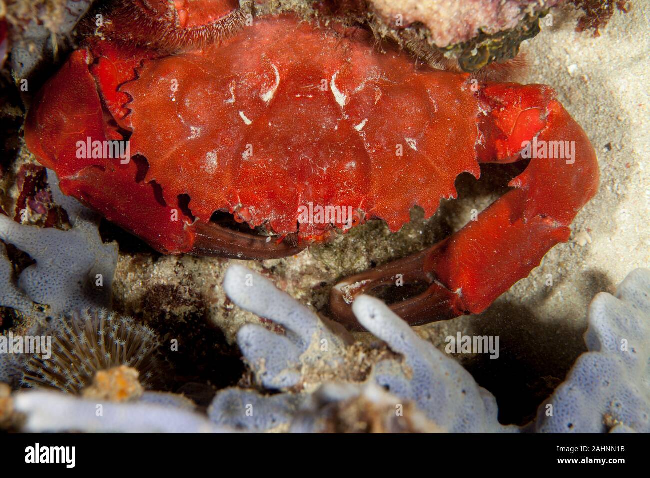 Splendid Round Crab, Etisus splendidus Stock Photo - Alamy
