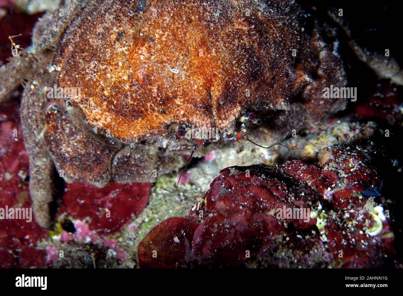 Sleepy sponge crab hi-res stock photography and images - Alamy