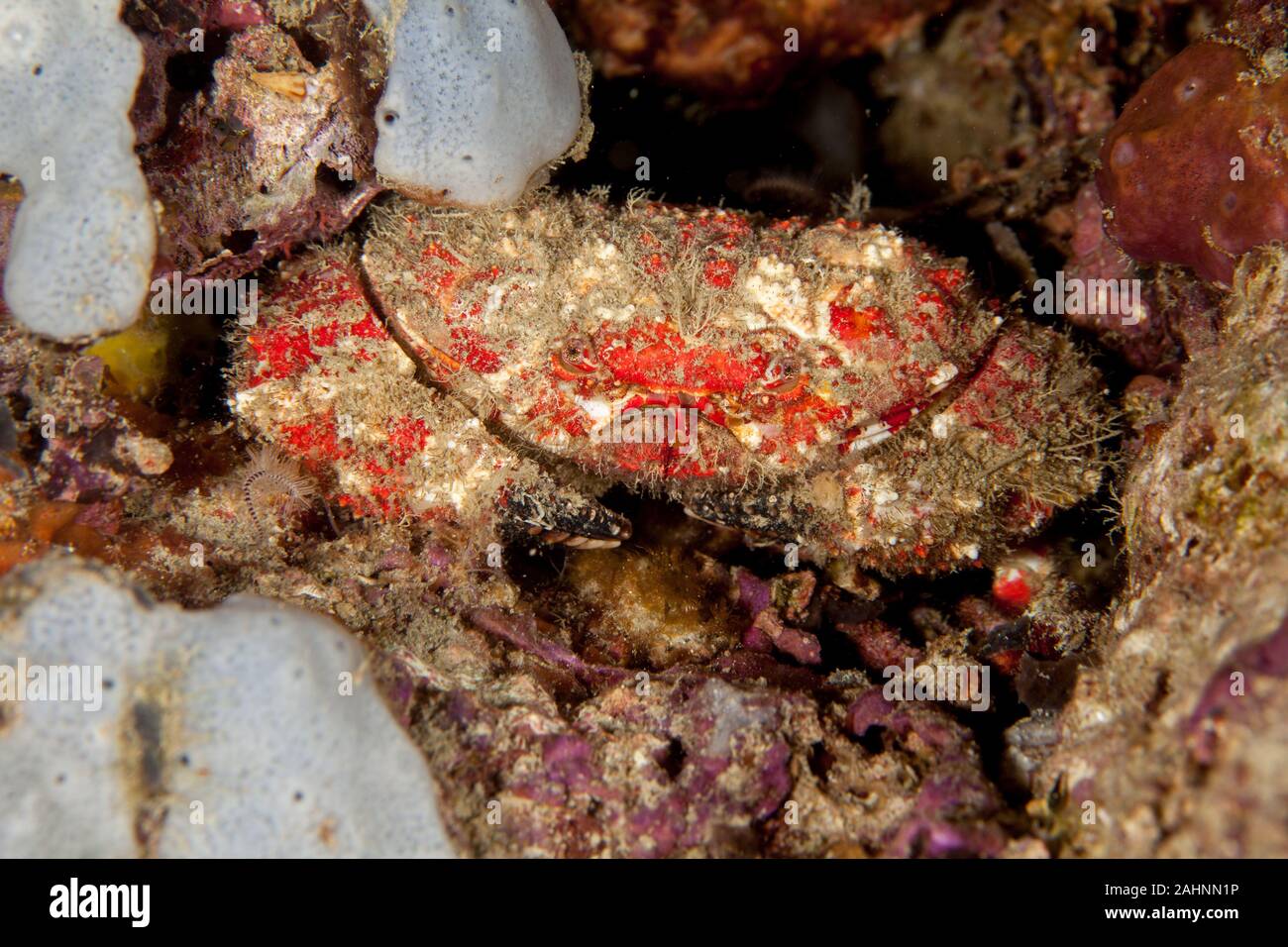 Splendid Round Crab, Etisus splendidus Stock Photo - Alamy