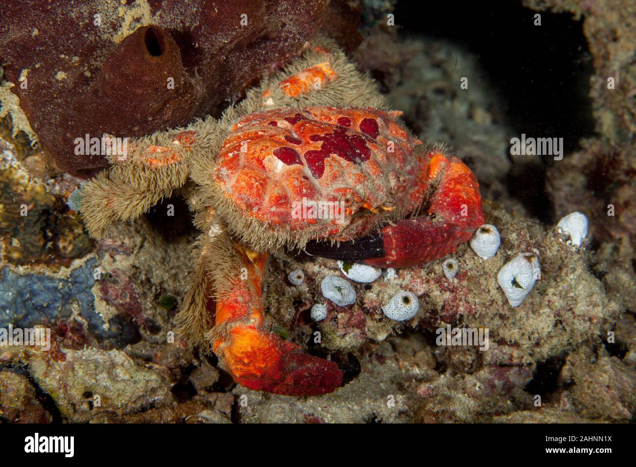 Etisus hi-res stock photography and images - Alamy
