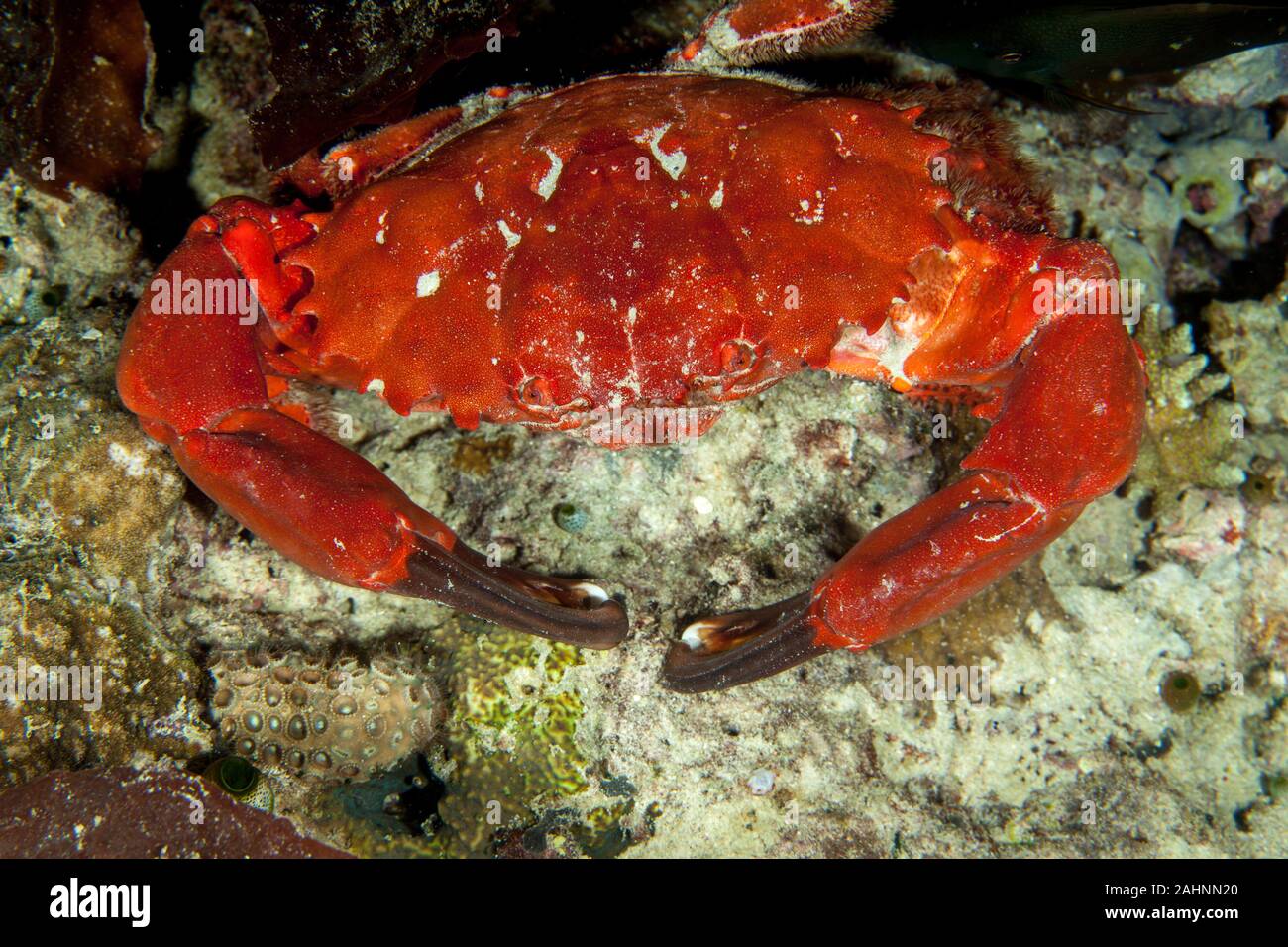 Splendid Round Crab, Etisus splendidus Stock Photo - Alamy