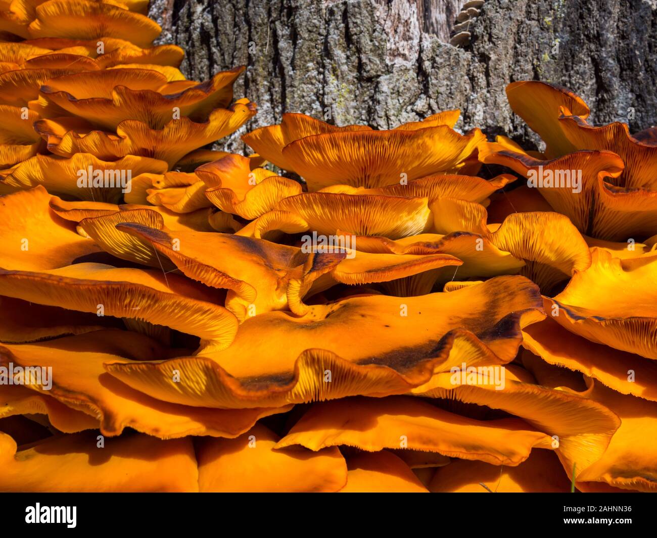 Fungi Fungus Mushroom Orange High Resolution Stock Photography and ...
