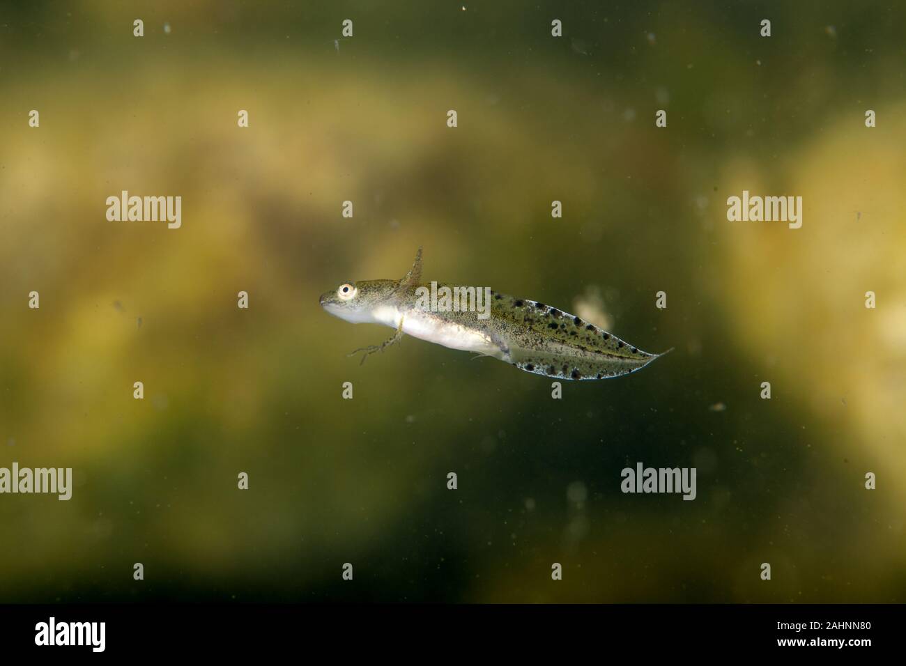 Great crested newt larvae hi-res stock photography and images - Alamy