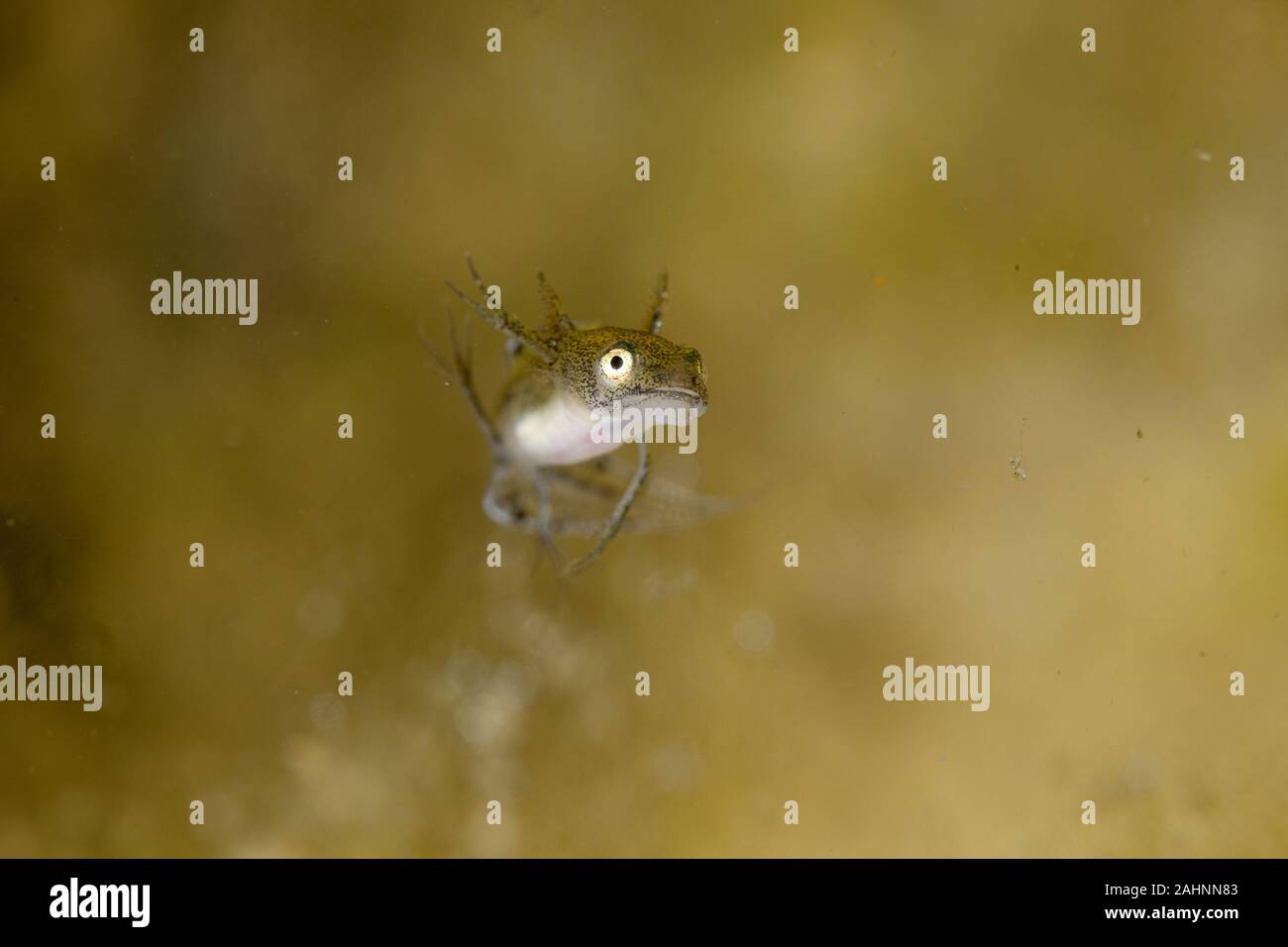 Newt, Young larva Stock Photo - Alamy