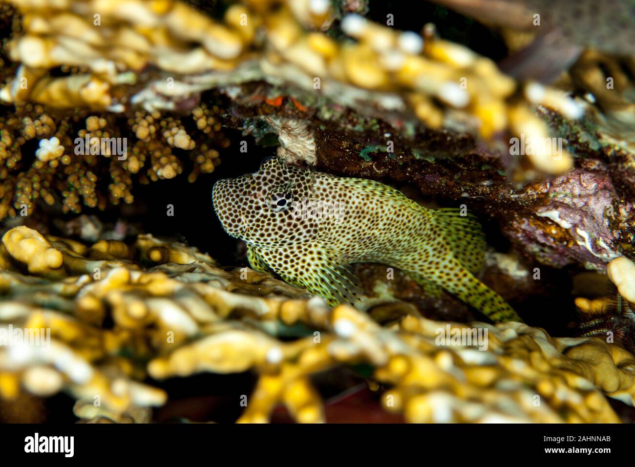 Exallias brevis, the leopard blenny Stock Photo - Alamy