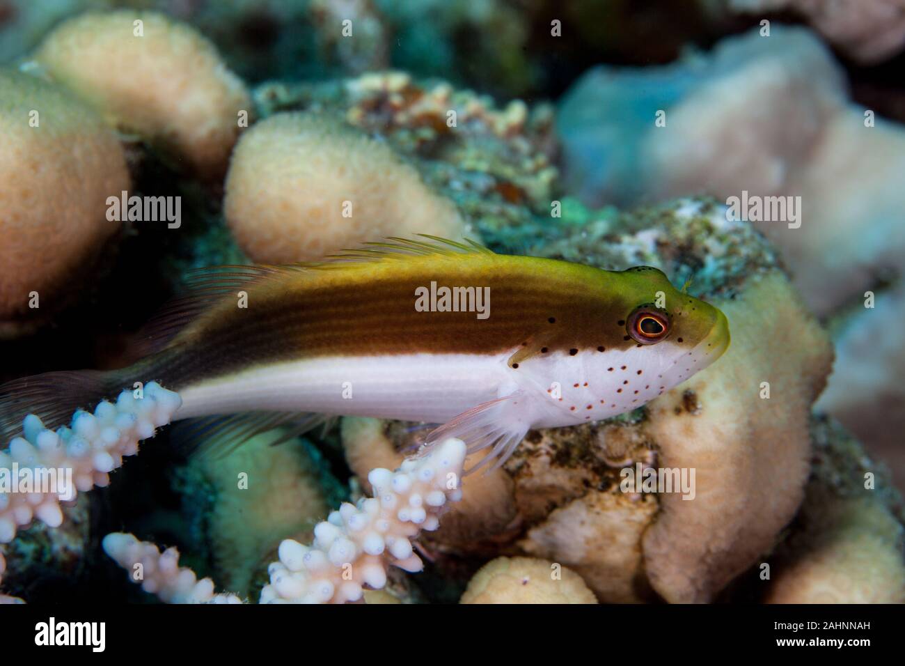 Freckled Hawkfish - Paracirrhites forsteri Stock Photo - Alamy