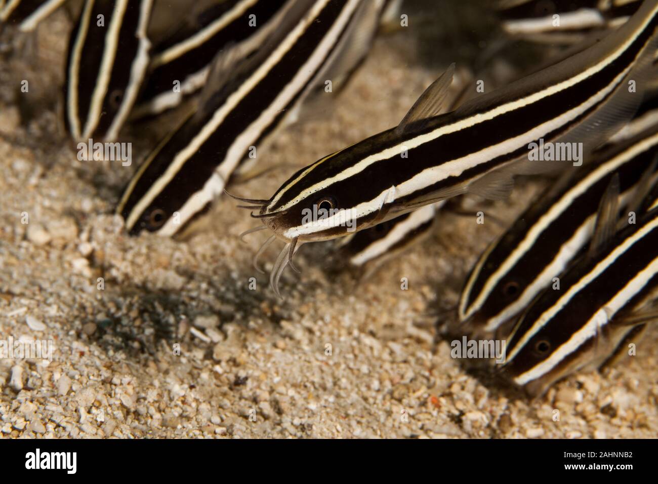 Plotosus lineatus, common name striped eel catfish Stock Photo - Alamy